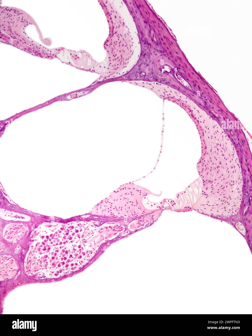 Cochlea, light micrograph Stock Photo - Alamy