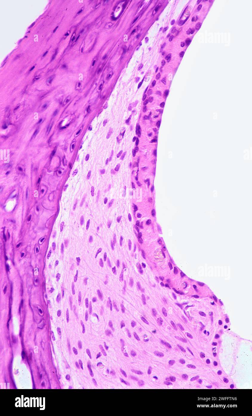 Cochlear duct, light micrograph Stock Photo - Alamy