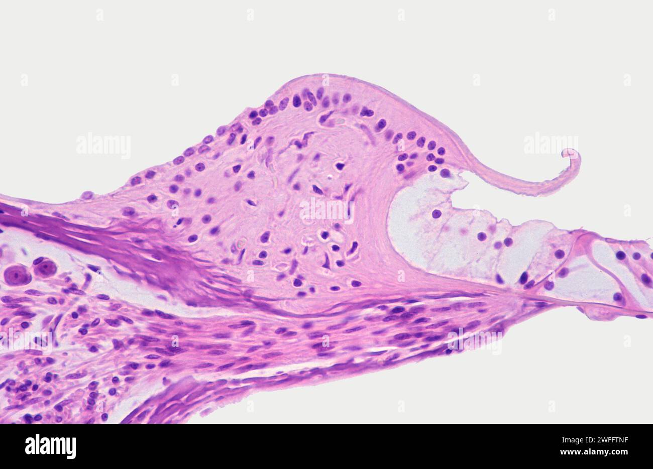 Organ of Corti, light micrograph Stock Photo - Alamy