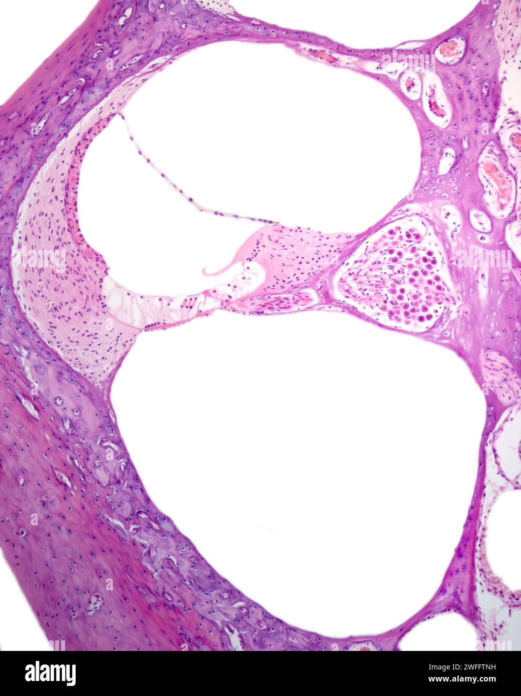 Cochlea, light micrograph Stock Photo - Alamy