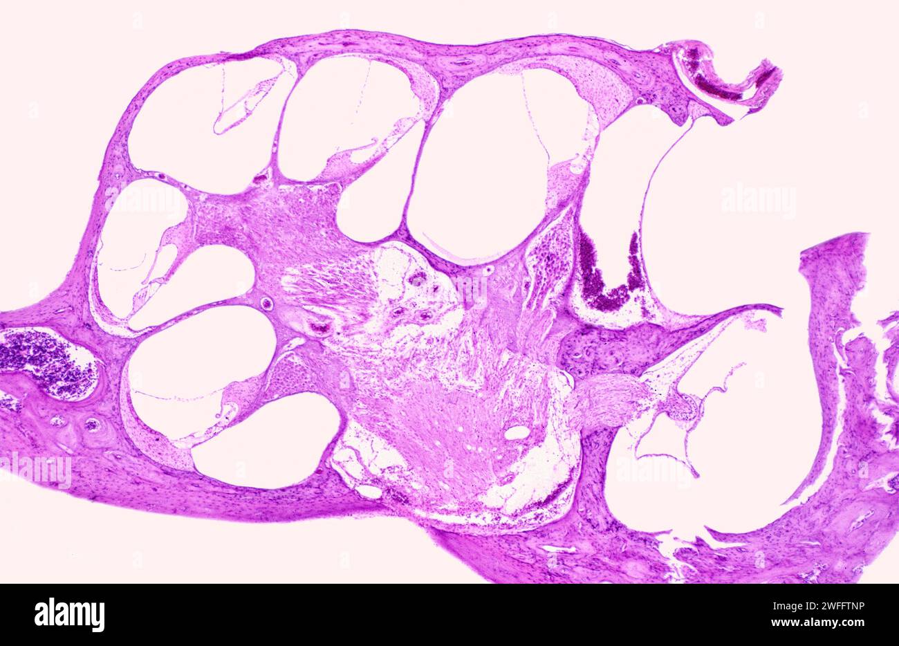 Cochlea, light micrograph Stock Photo - Alamy
