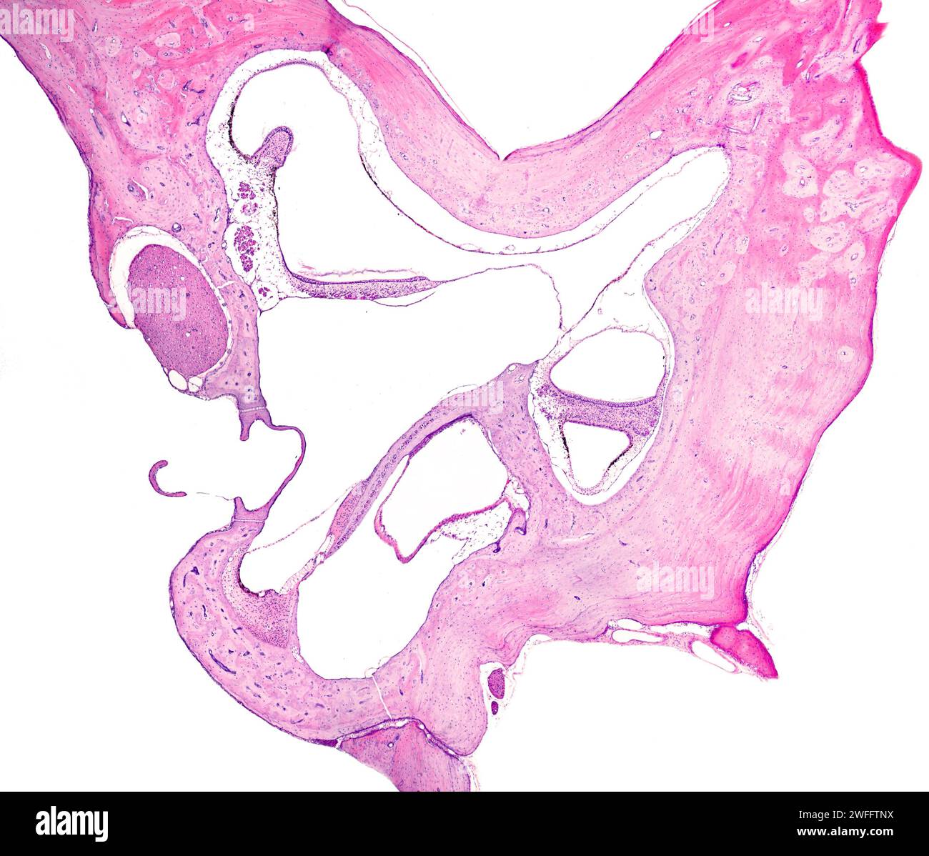 Inner ear, light micrograph Stock Photo - Alamy