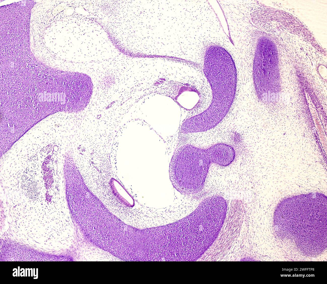 Embryonic inner ear, light micrograph Stock Photo - Alamy
