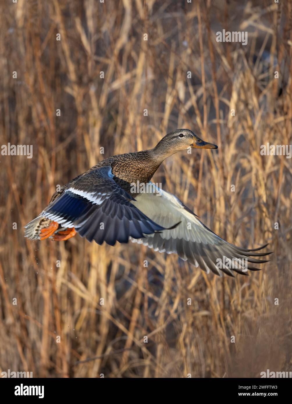 Duck hunting in flooded timber hi-res stock photography and images - Alamy