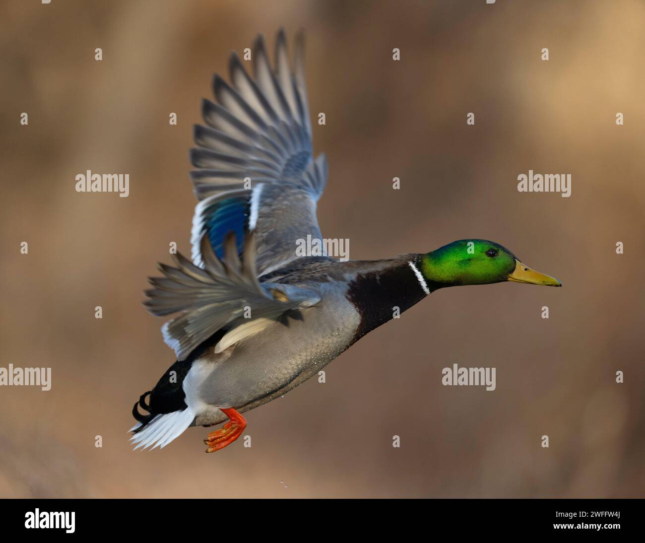 Flooded timber duck hunt hi-res stock photography and images - Alamy