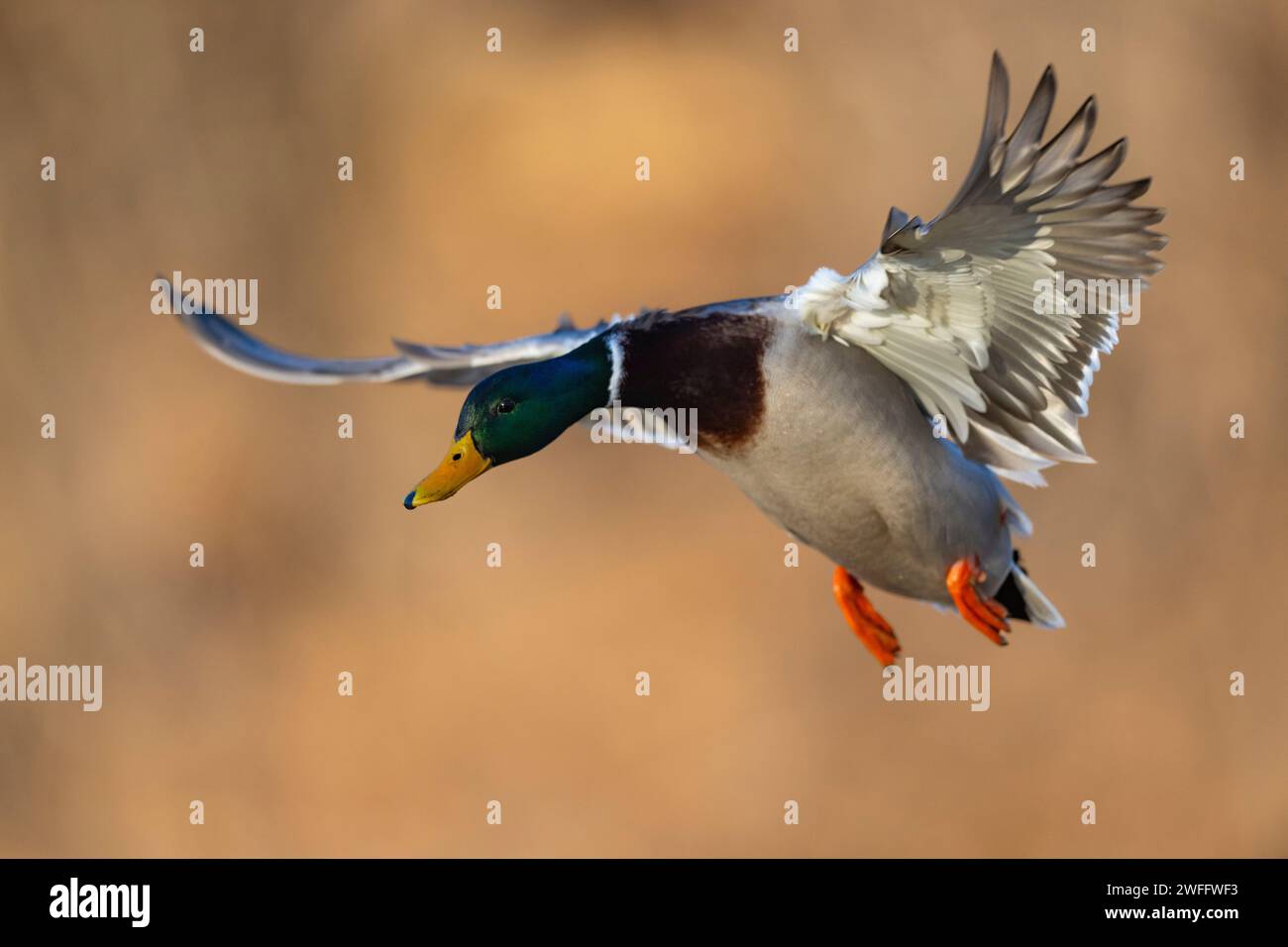 Mallard Ducks in flooded timber on a winter day Stock Photo - Alamy