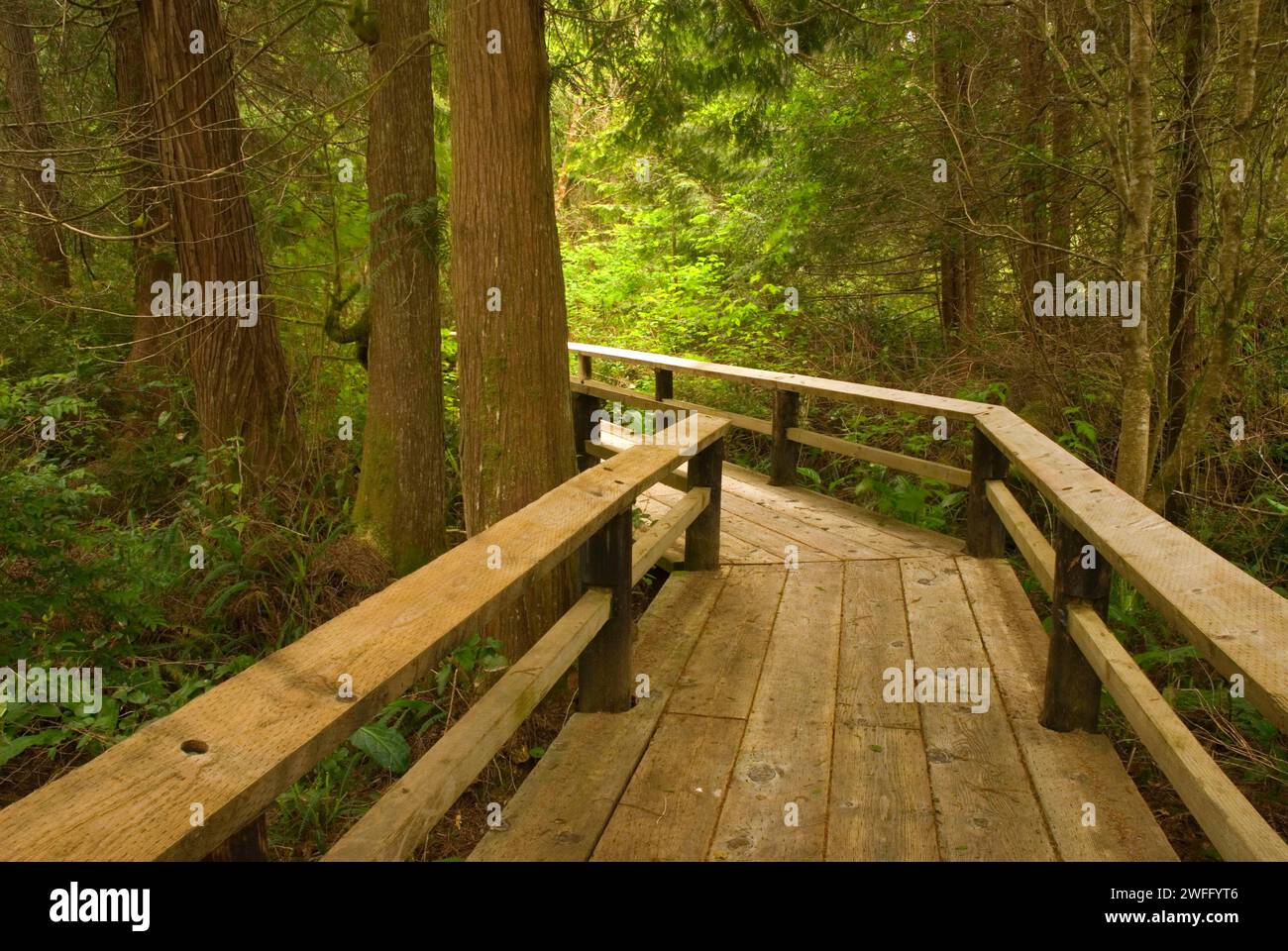 Darlingtonia Walkway at Sutton Creek Campground, Siuslaw National ...