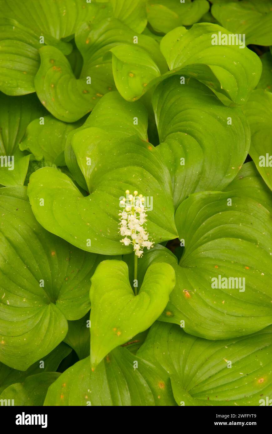 Wild lily of the Valley Wild lily of the Valley (Maianthemum canadensis ...