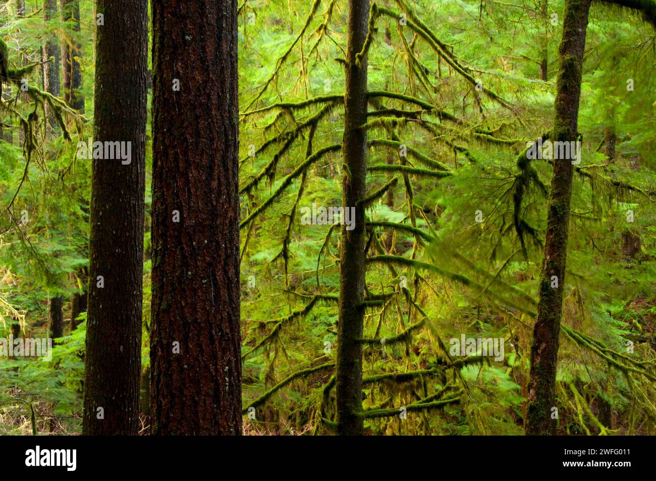 Ancient forest on Kentucky Falls Trail, Kentucky Falls Special Interest ...