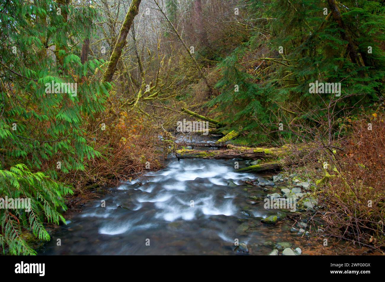 Drift Creek along Drift Creek Falls Trail, Siuslaw National Forest ...