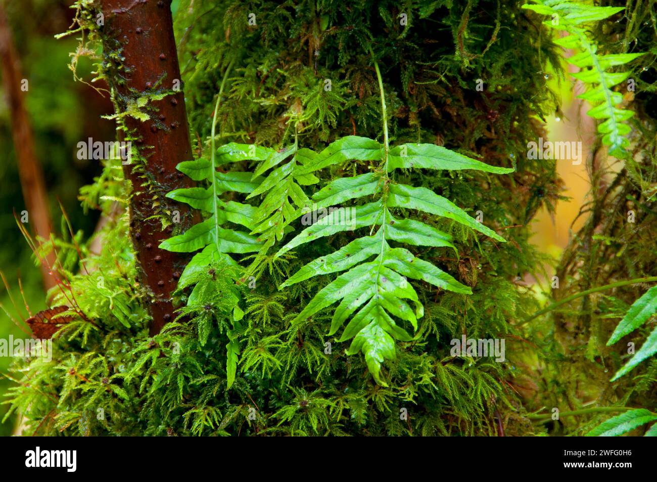 Licorice fern (Polypodium glycyrrhiza) along Drift Creek Falls Trail ...