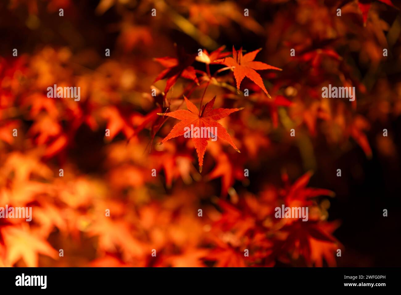 An illuminated red leaves at the traditional garden at night in autumn ...