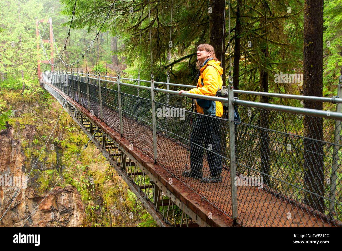 Hiker suspension bridge on Drift Creek Falls Trail, Siuslaw National ...