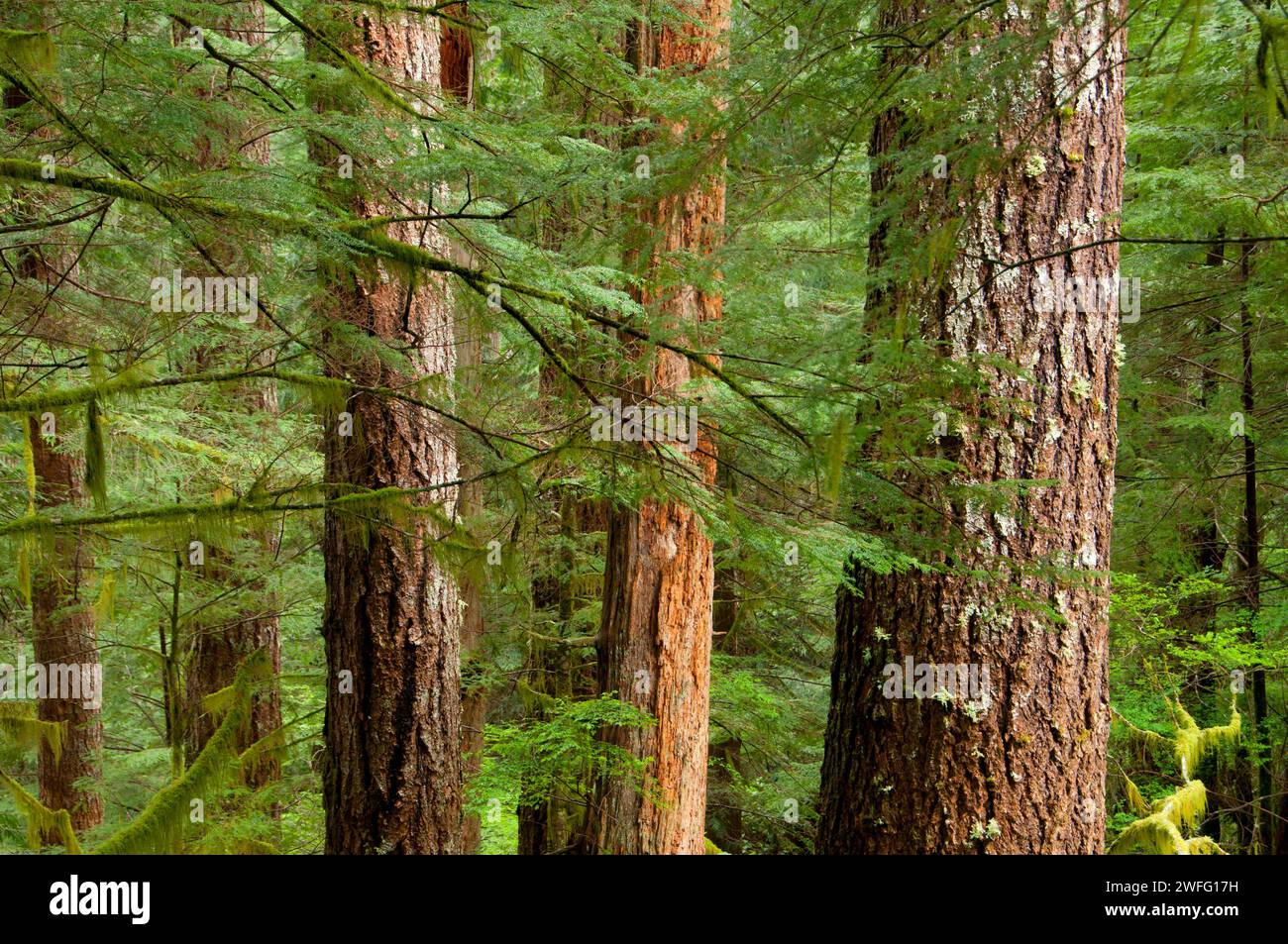 Ancient forest along Harris Ranch Trail, Drift Creek Wilderness ...