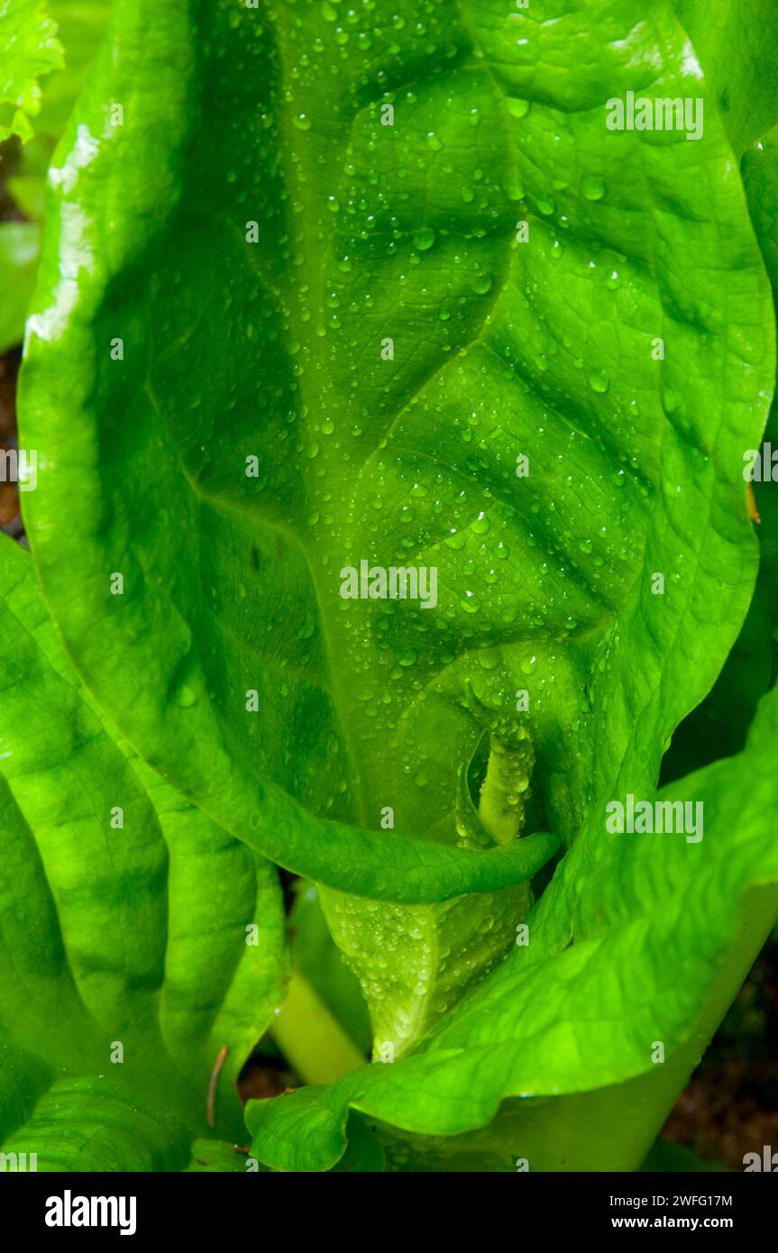 Skunk cabbage along Harris Ranch Trail, Drift Creek Wilderness, Siuslaw ...