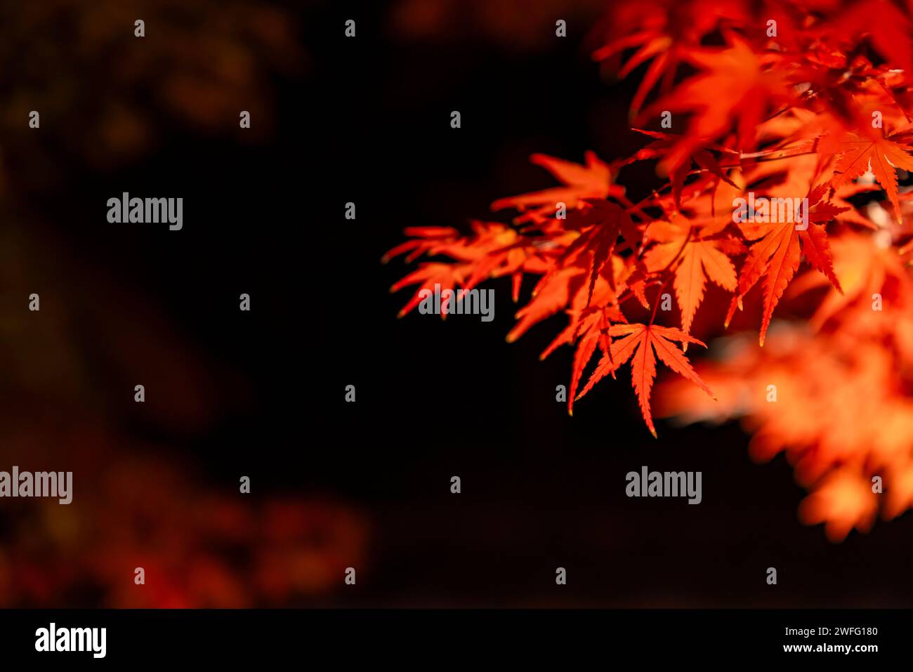 An illuminated red leaves at the traditional garden at night in autumn ...
