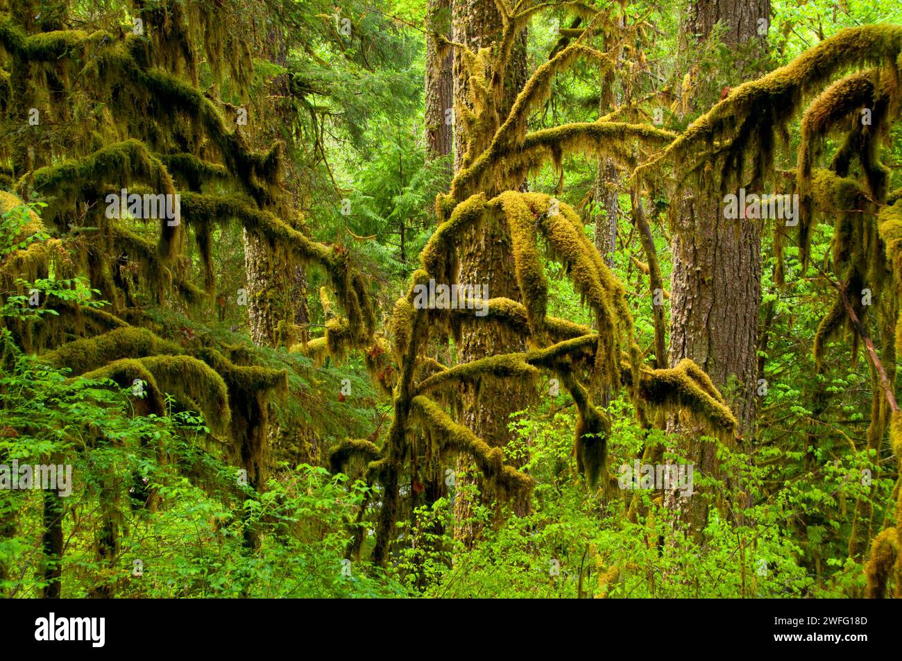 Forest along Alsea Falls Trail, Alsea Falls Recreation Site, South Fork ...