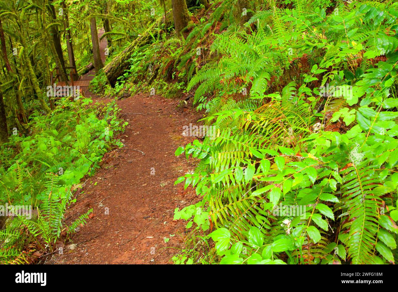Alsea Falls Trail, Alsea Falls Recreation Site, South Fork Alsea River ...