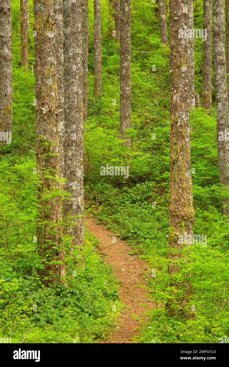 Pioneer Indian Trail, Siuslaw National Forest, Oregon Stock Photo - Alamy