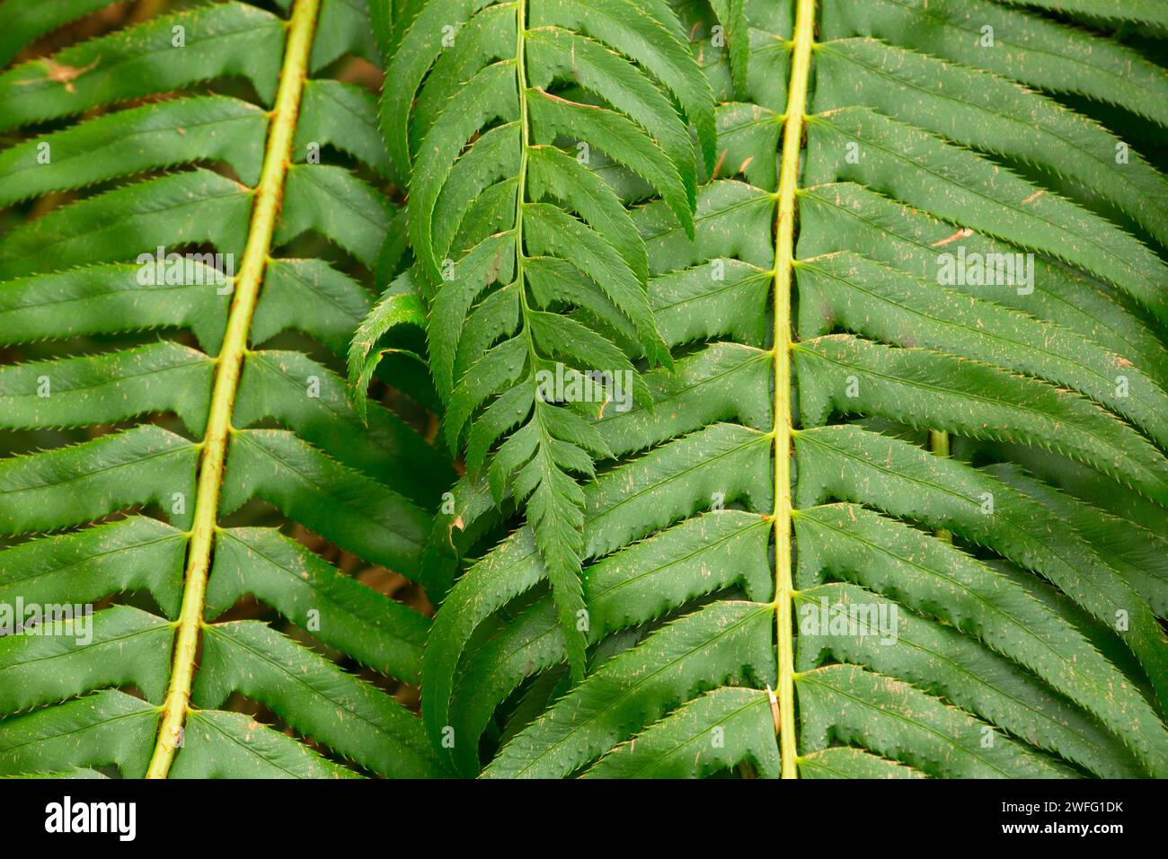 Sword fern along Pioneer Indian Trail, Siuslaw National Forest, Oregon ...