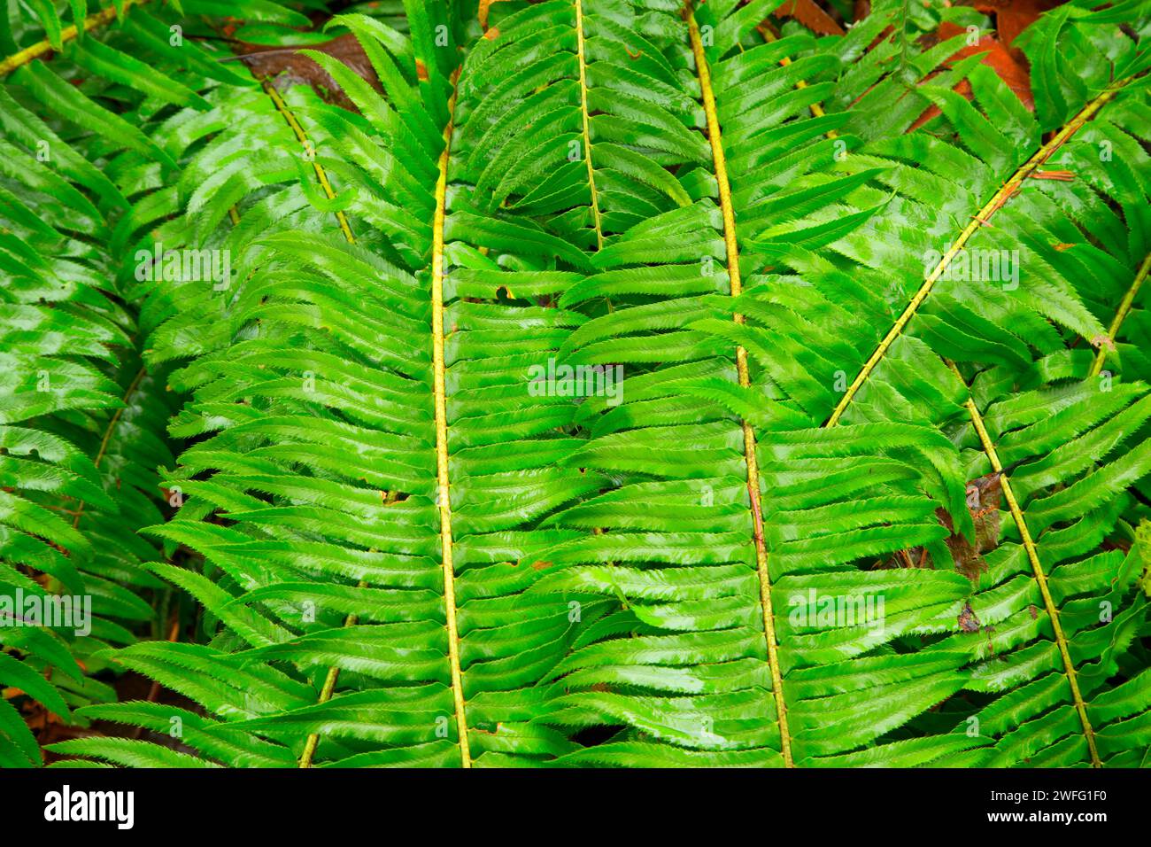 Western sword fern (Polystichum munitum) along Section 36 Trail ...