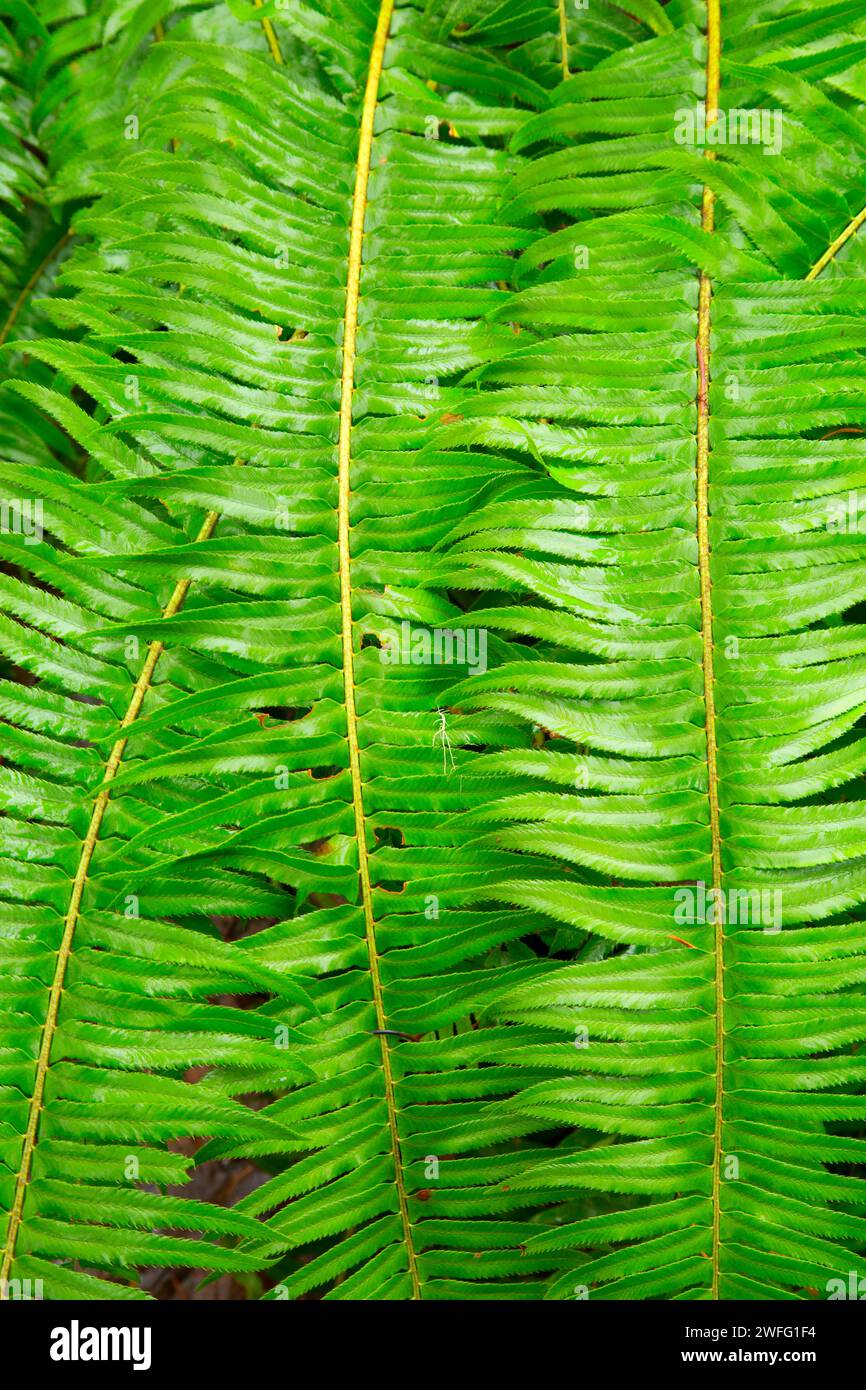Western sword fern (Polystichum munitum) along Section 36 Trail ...