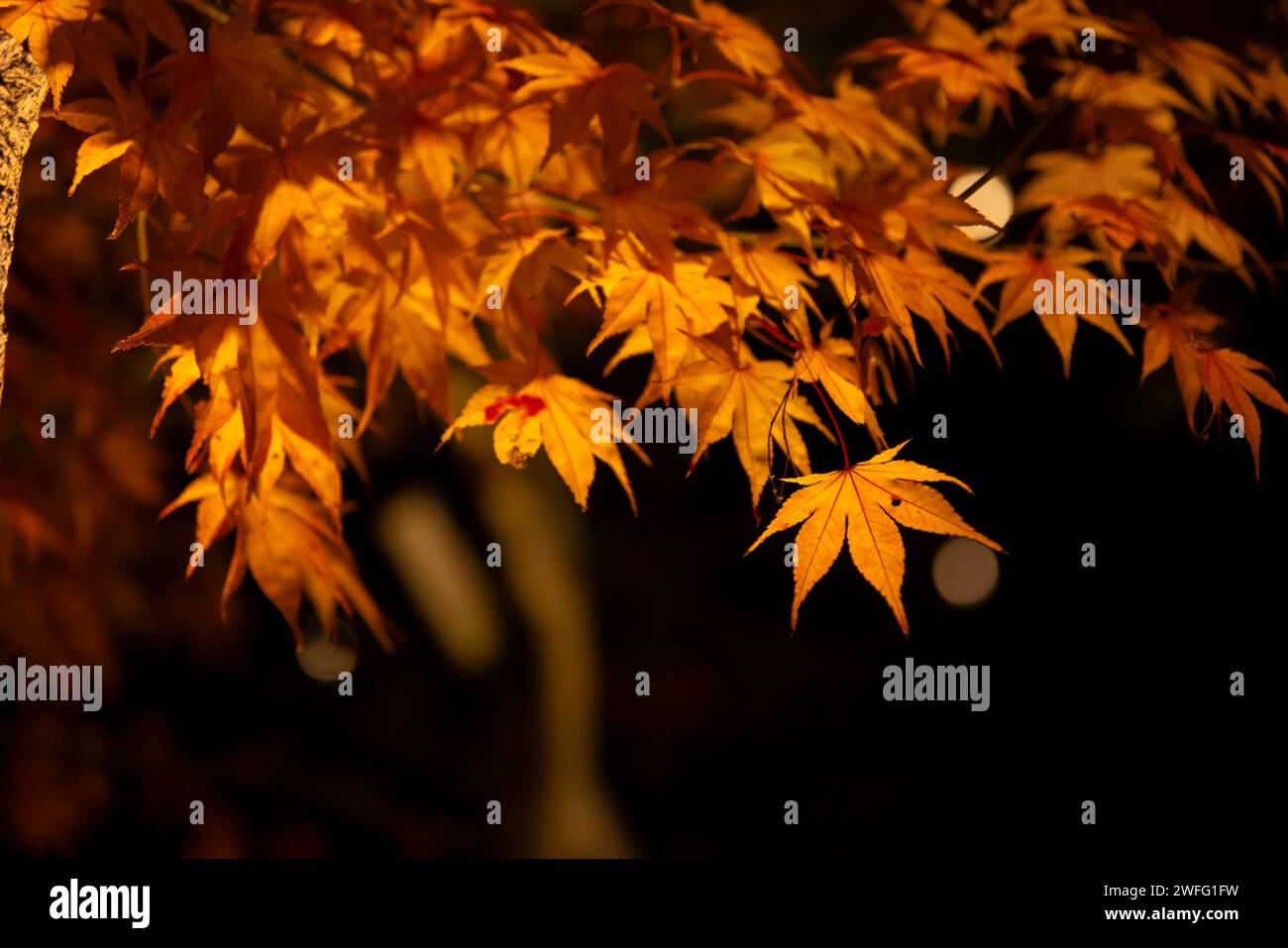An illuminated red leaves at the traditional garden at night in autumn ...