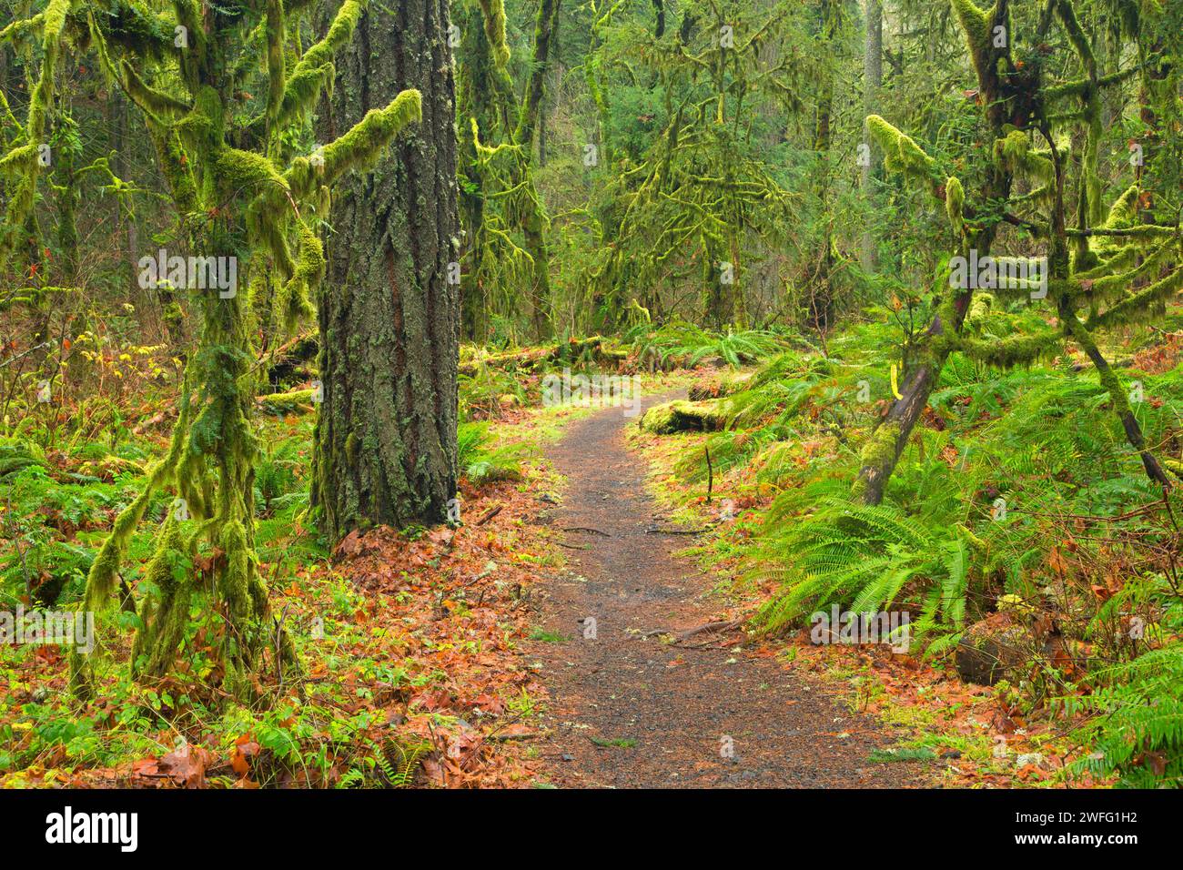 Powder House Trail, McDonald State Forest, Oregon Stock Photo - Alamy