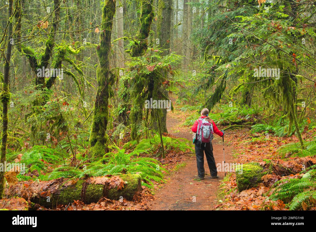 Powder House Trail, McDonald State Forest, Oregon Stock Photo - Alamy