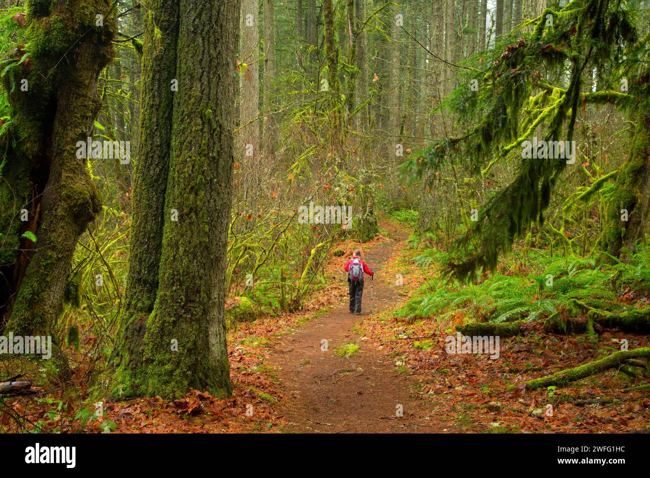 Powder House Trail, McDonald State Forest, Oregon Stock Photo - Alamy