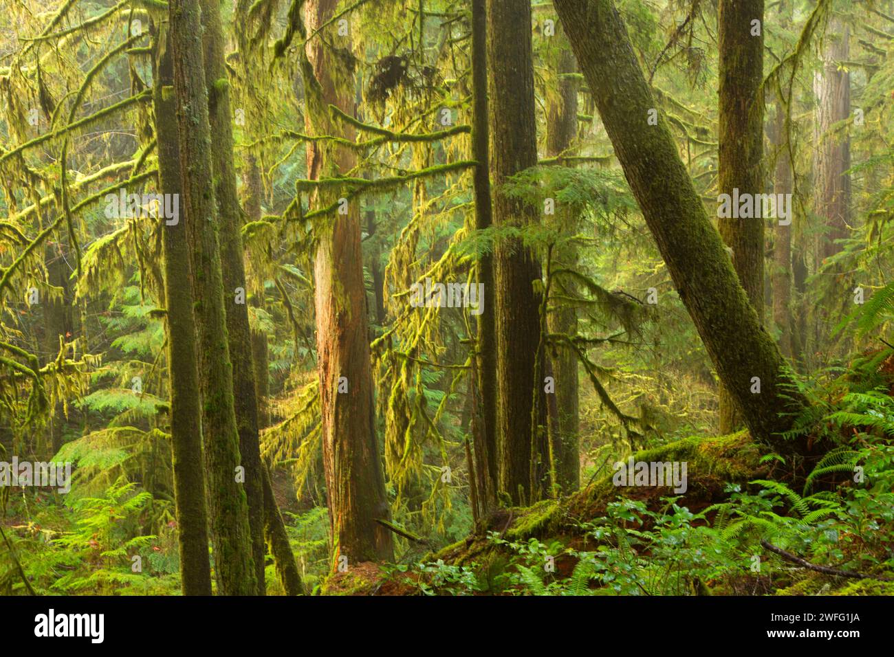 Forest along Forest Succession Trail, Travis Tyrrell Seed Orchard ...