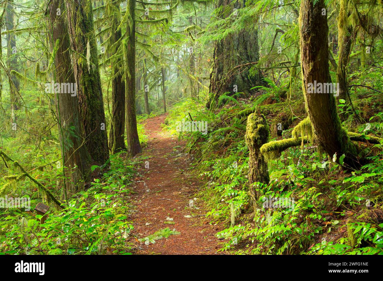 Forest Succession Trail, Travis Tyrrell Seed Orchard, Eugene District ...