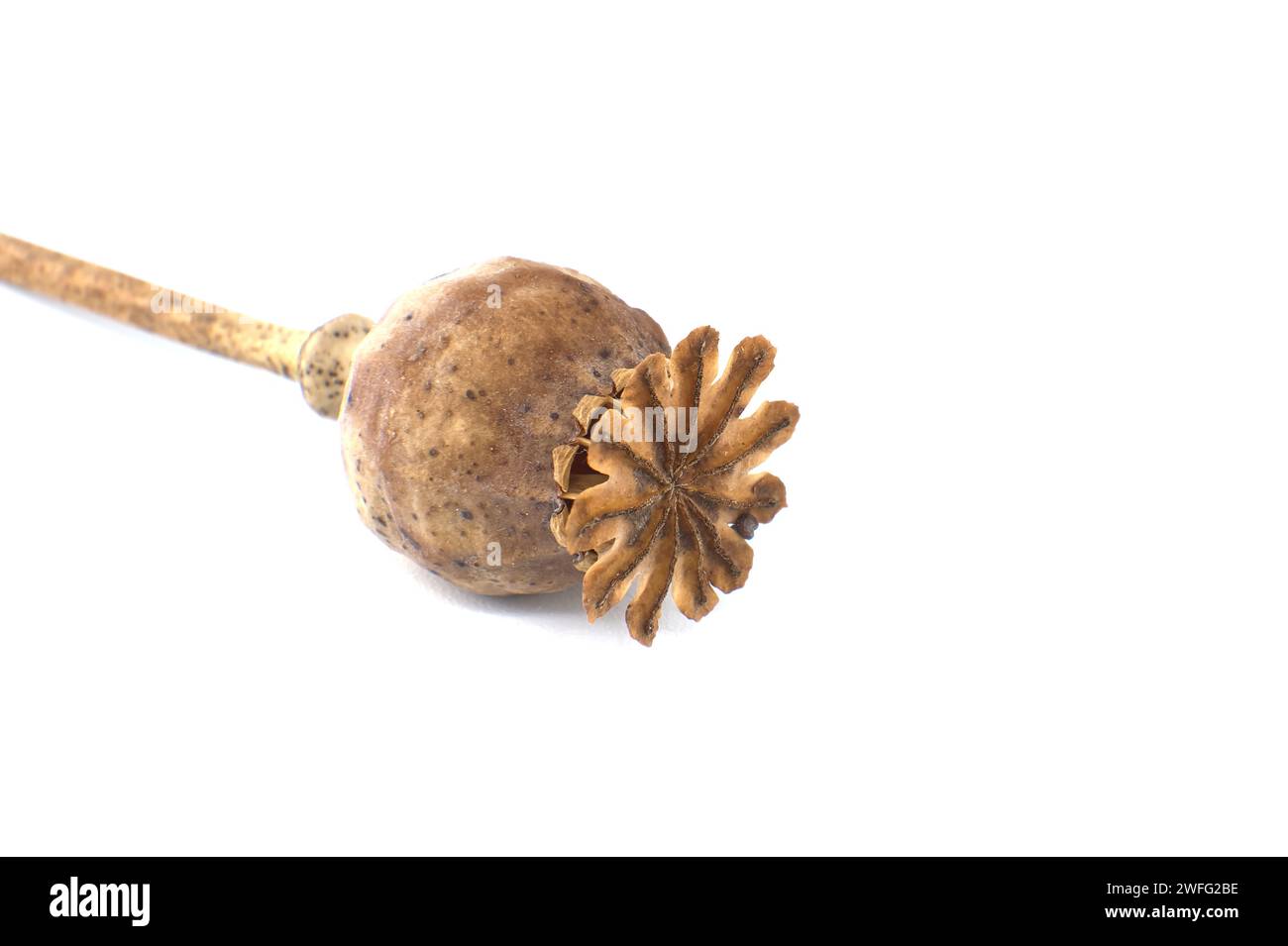 Dried poppy seed pod isolated on white background, full depth of field ...