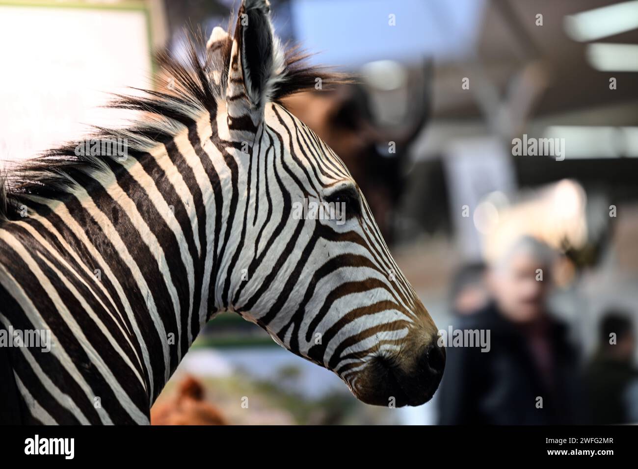 Jagd zebra hi-res stock photography and images - Alamy