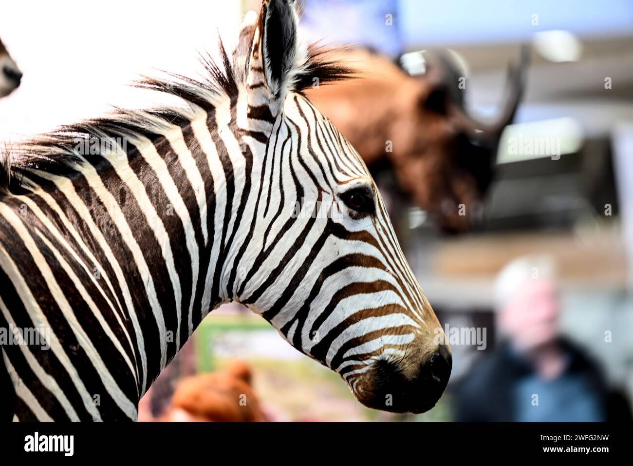 Dortmund, Germany. 29th Jan, 2024. Visitors to the Jagd und Hund trade ...