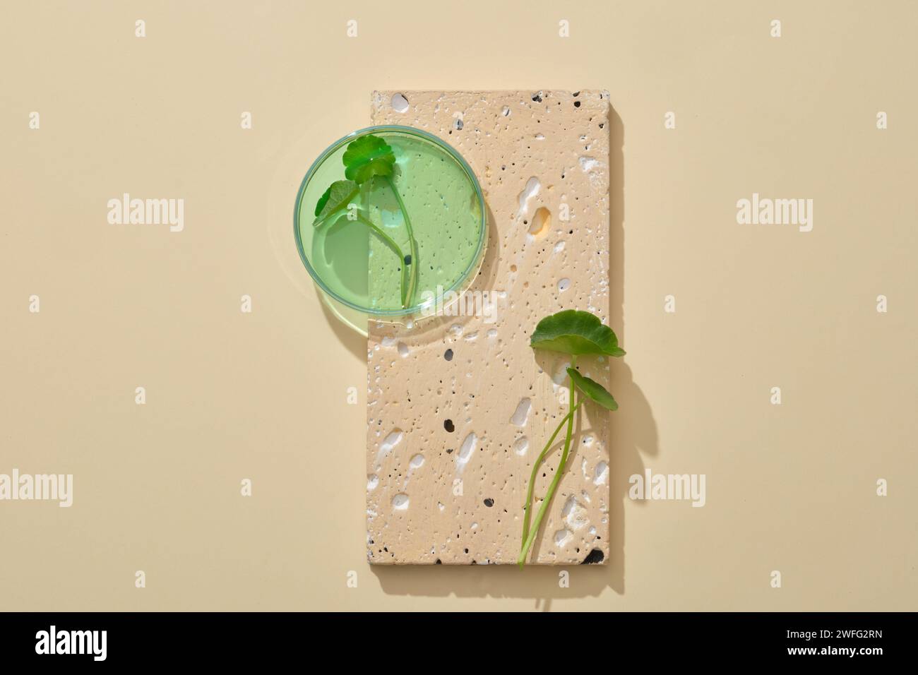 A glass petri dish of green liquid and fresh Gotu kola leaves displayed ...