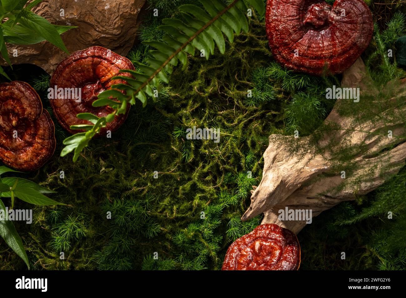 Beautiful natural scenery of forest with green moss, ferns and Lingzhi ...