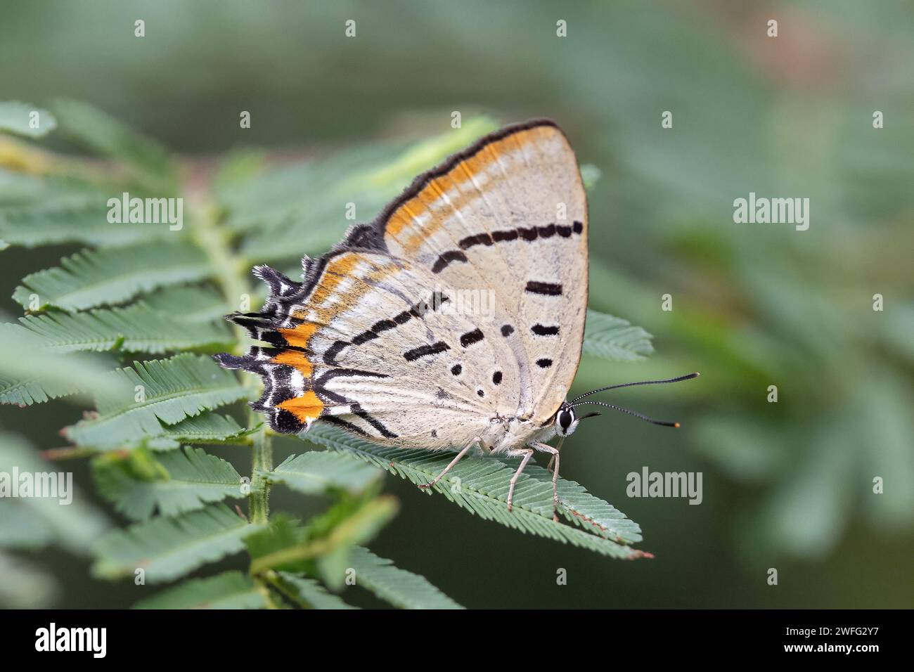 Australian Common Imperial Blue Butterfly resting on wattle tree branch ...
