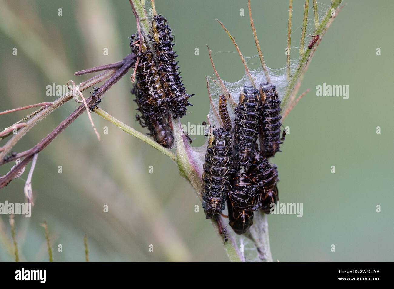 Australian Common Imperial Blue Butterfly chrysalis being attended to ...