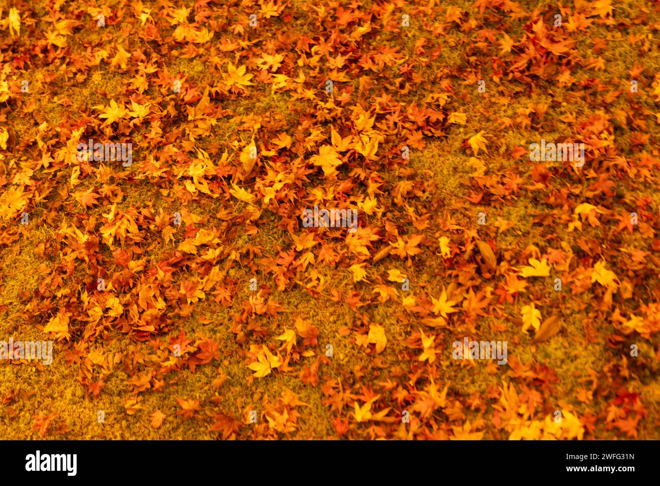 An illuminated red leaves at the traditional garden at night in autumn ...