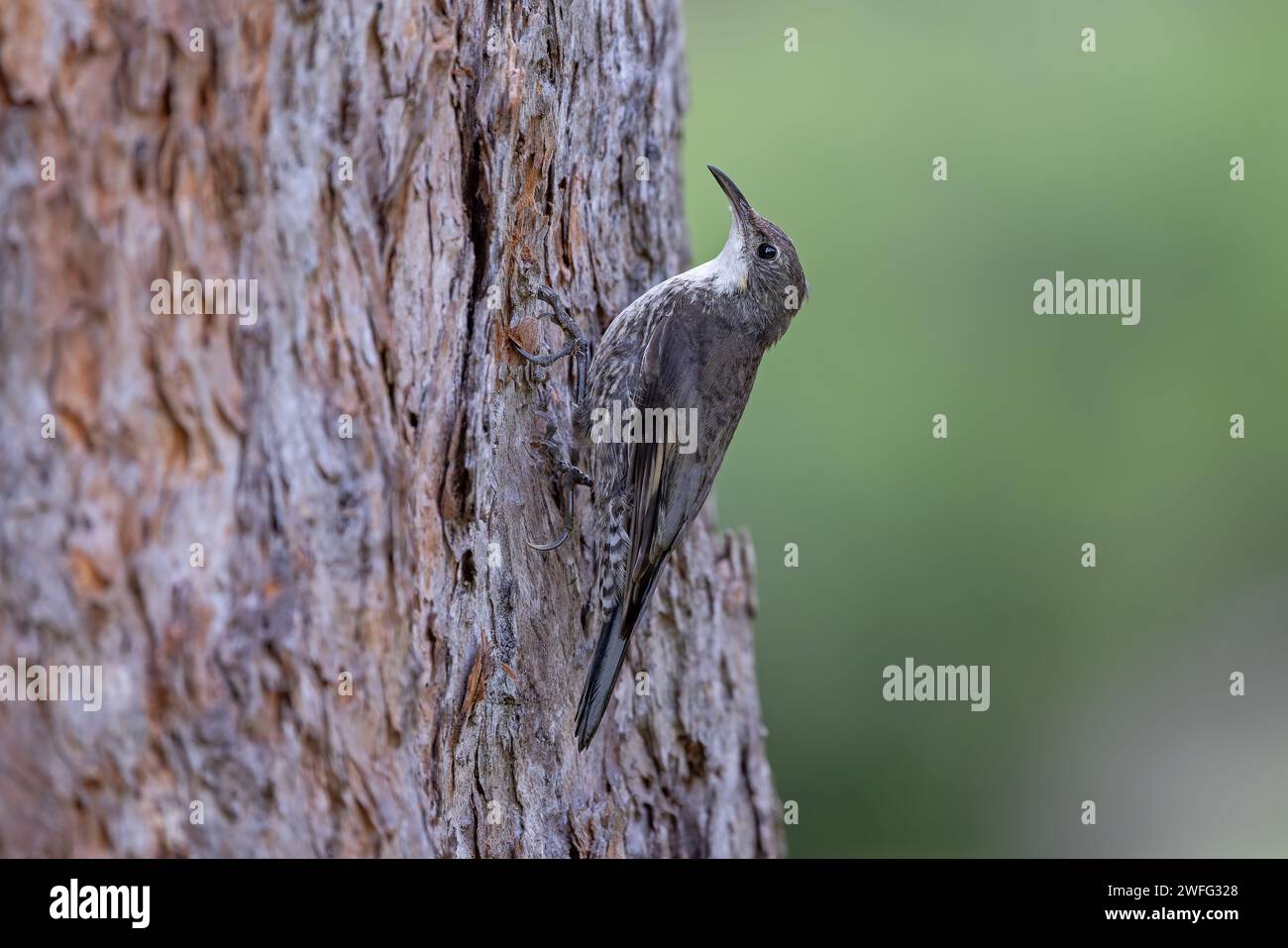 Australian White-throated Treecreeper hunting for invertebrates beneath ...