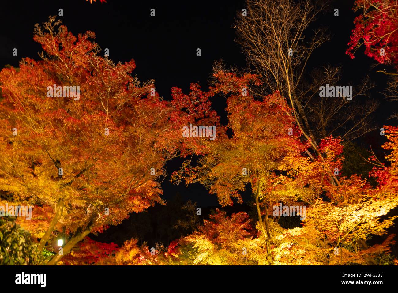 An illuminated red leaves at the traditional garden at night in autumn ...