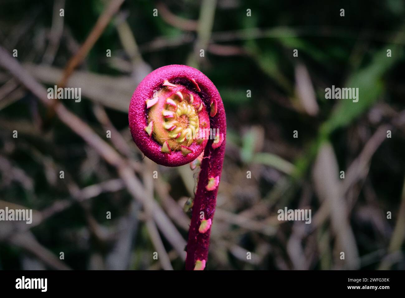 Closeup of tropical plants hi-res stock photography and images - Alamy
