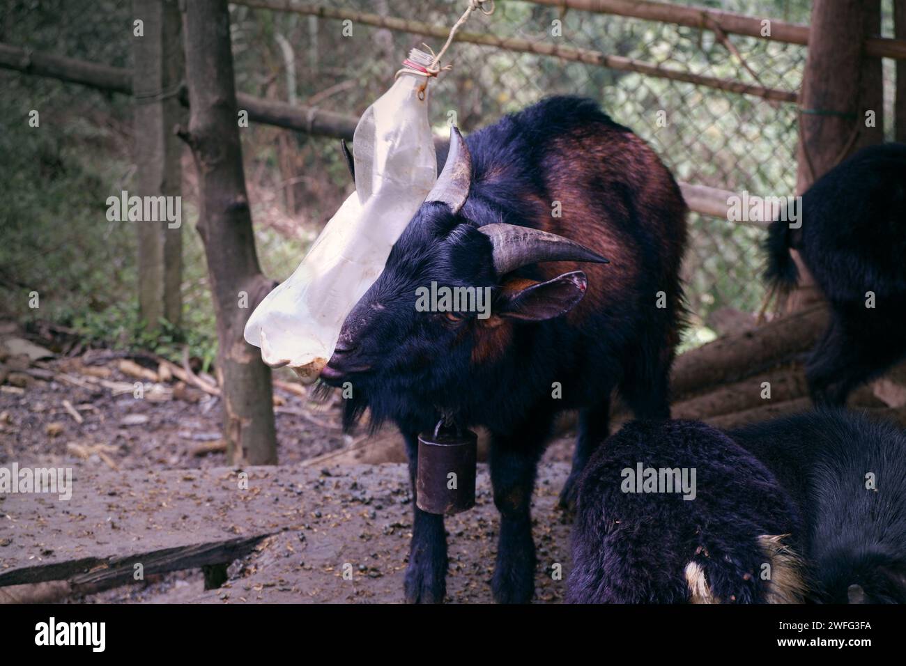 Drinking goat on a farm in the countryside of Vietnam Stock Photo - Alamy