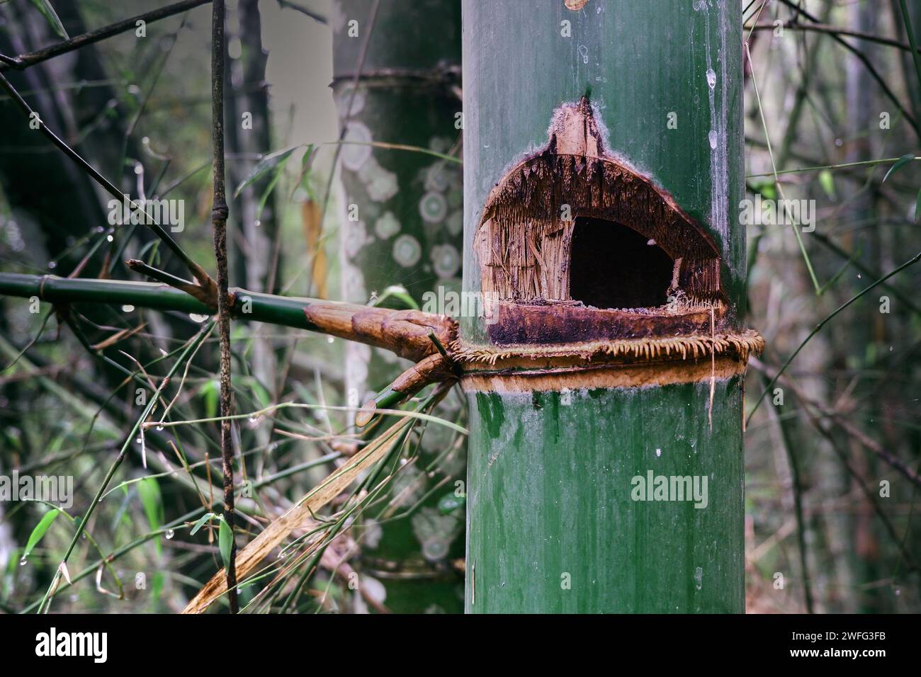 Hole in the Bamboo Tree, Bamboo Forest in Ho Hoa Binh, Vietnam Stock ...