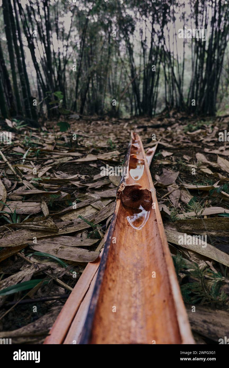 Vietnam bamboo forest hi-res stock photography and images - Alamy
