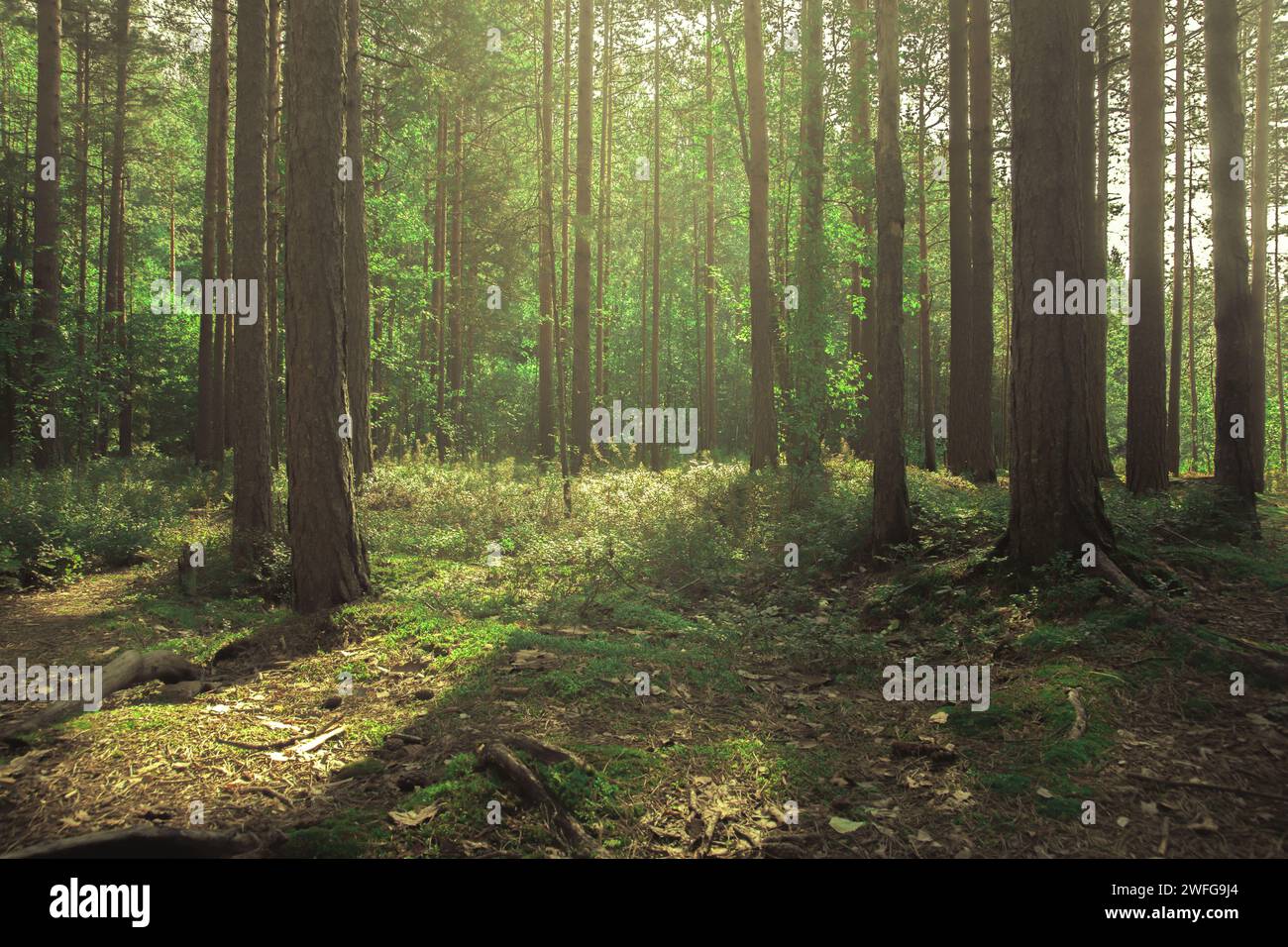 Light bursting through trees hi-res stock photography and images - Alamy