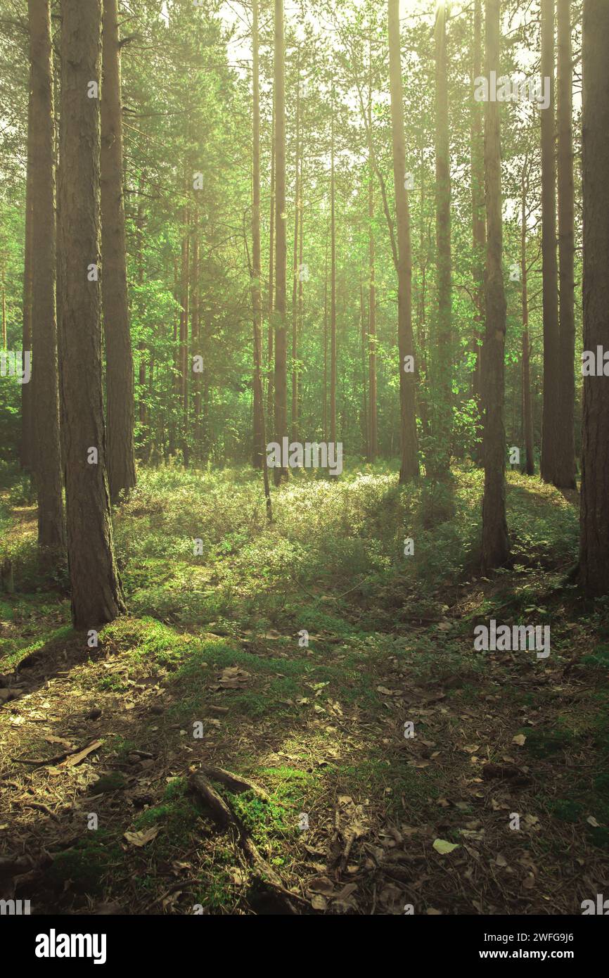 Light bursting through trees hi-res stock photography and images - Alamy