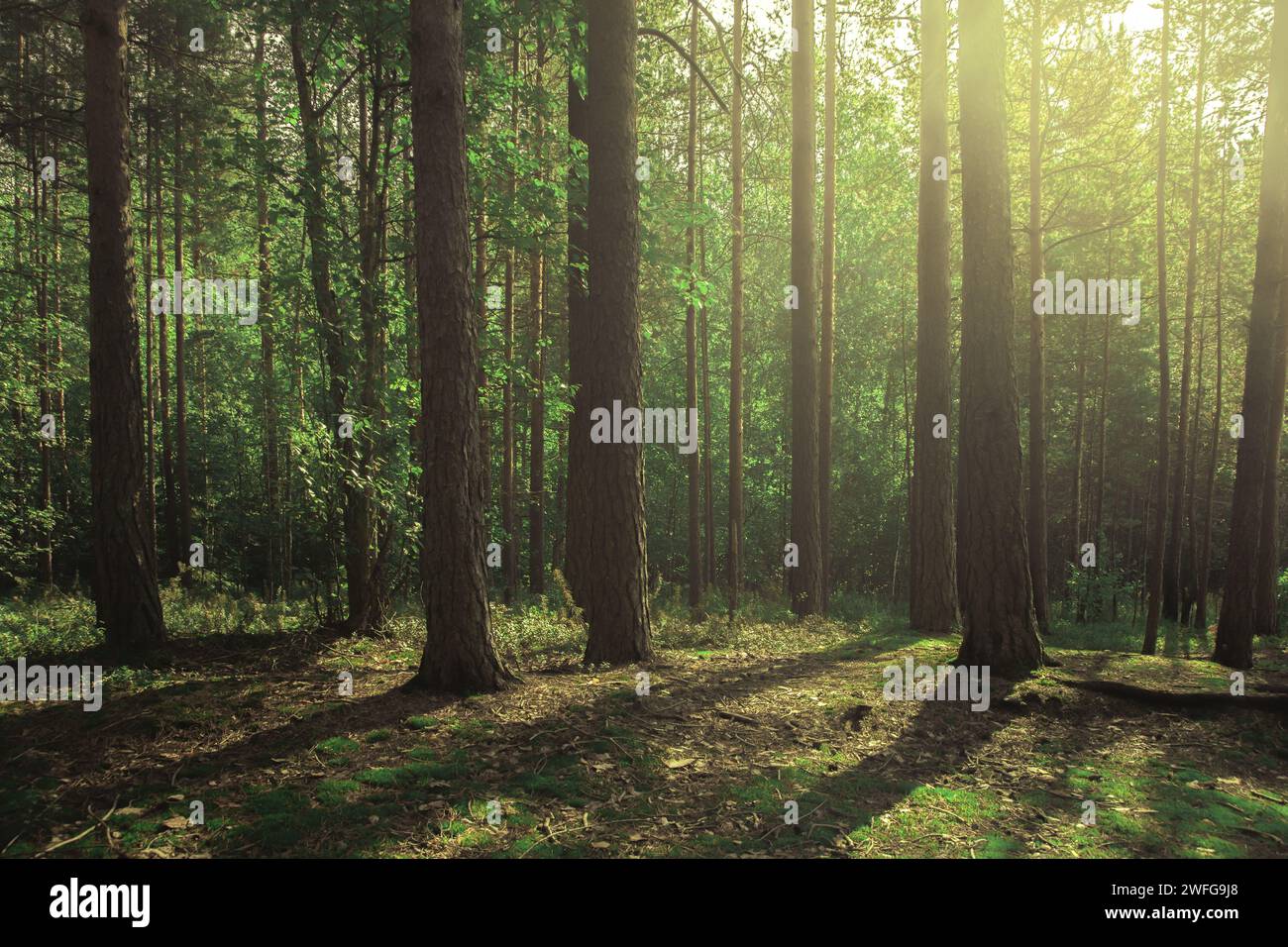 Light bursting through trees hi-res stock photography and images - Alamy
