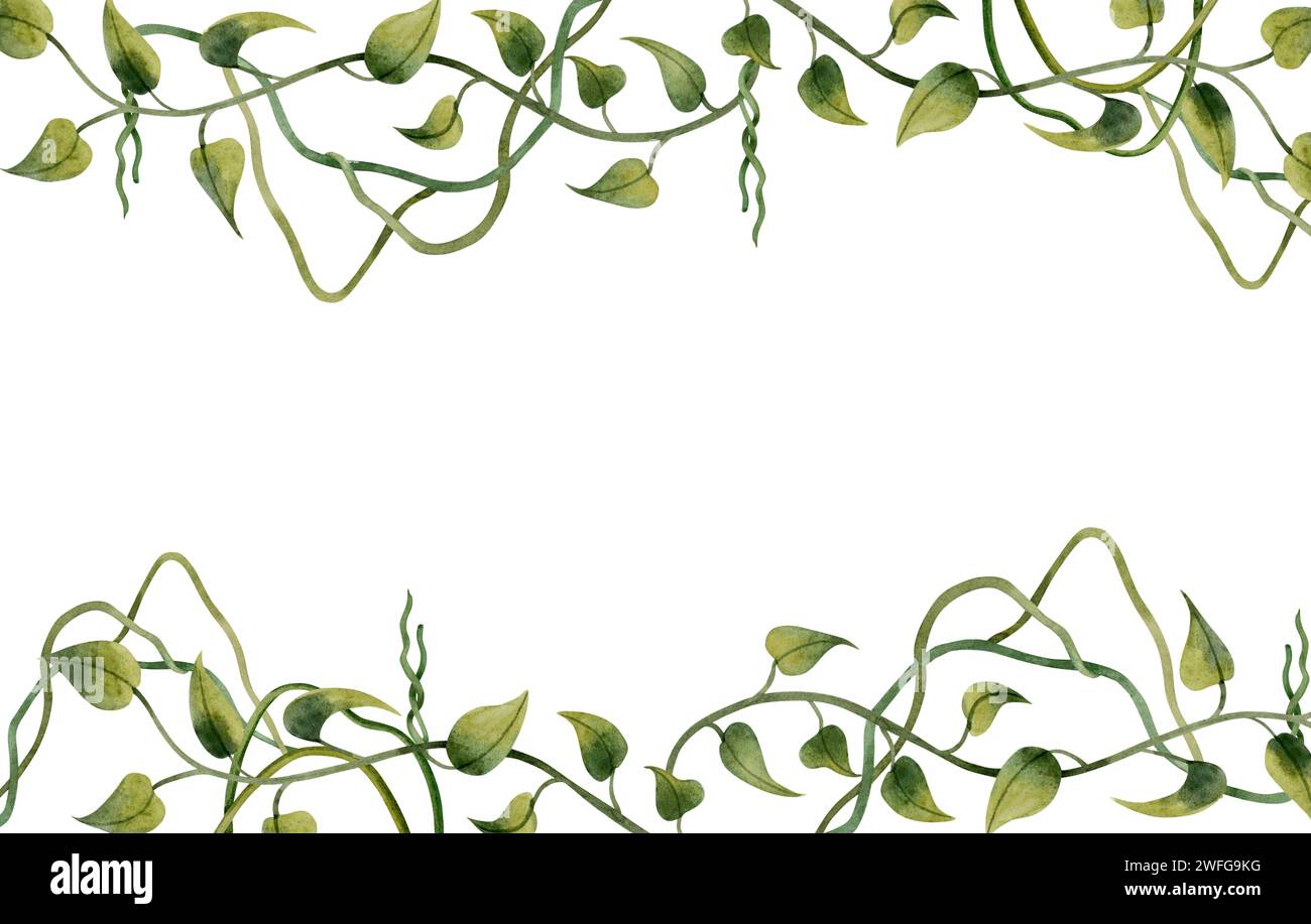 Tropical vine lianas horizontal banner watercolor illustration. Simple ...